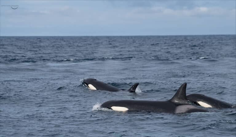 Polar Journal Launches Insightful Political Expedition into Arctic and Antarctic Dynamics ...